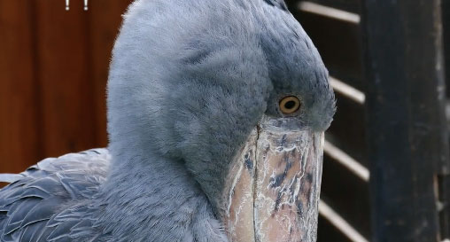 hashibiro_1 | ニコニコニュース オリジナル