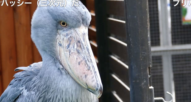 hashibiro_2 | ニコニコニュース オリジナル