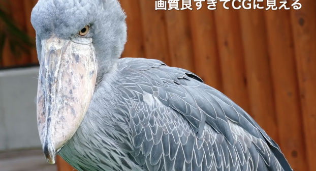 hashibiro_4 | ニコニコニュース オリジナル