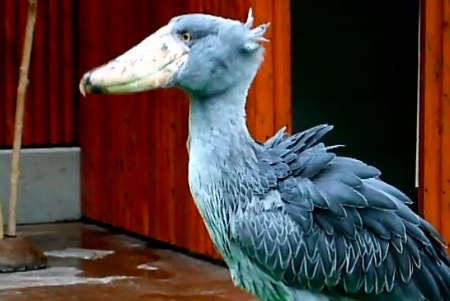 hashibiro_6 | ニコニコニュース オリジナル