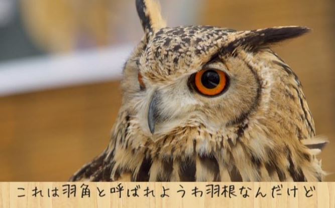 OwlParakeetParrot | ニコニコニュース オリジナル