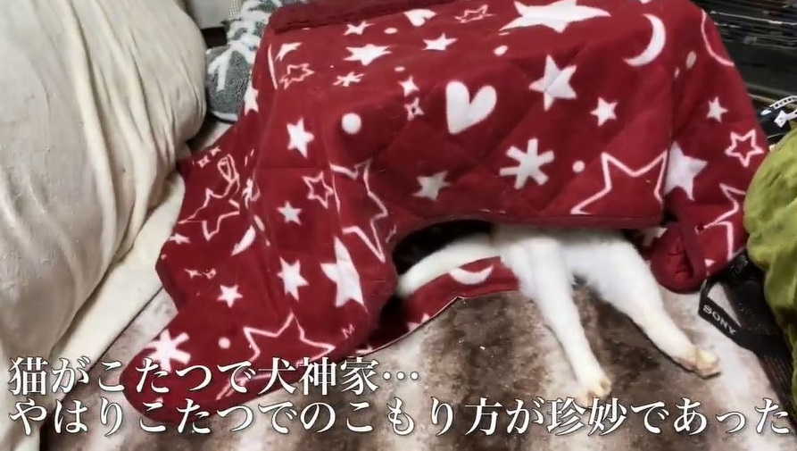 Cat0 | ニコニコニュース オリジナル