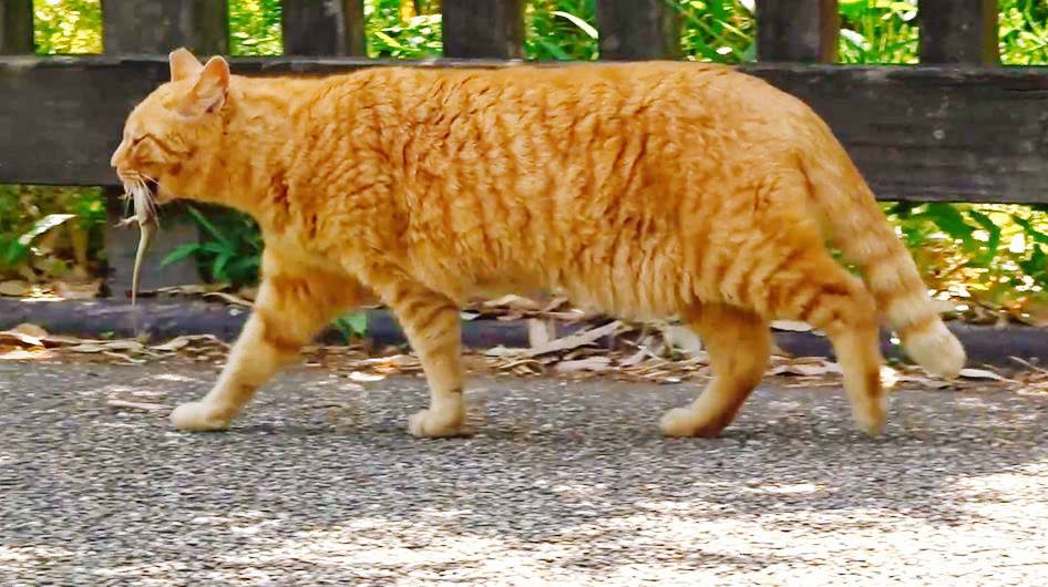 Cat0 | ニコニコニュース オリジナル