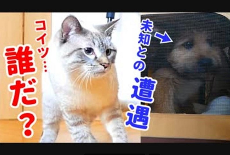 Cat0 | ニコニコニュース オリジナル