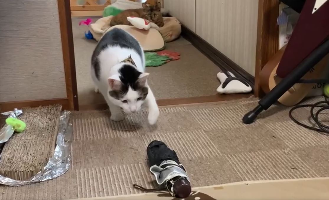 Cat0 | ニコニコニュース オリジナル