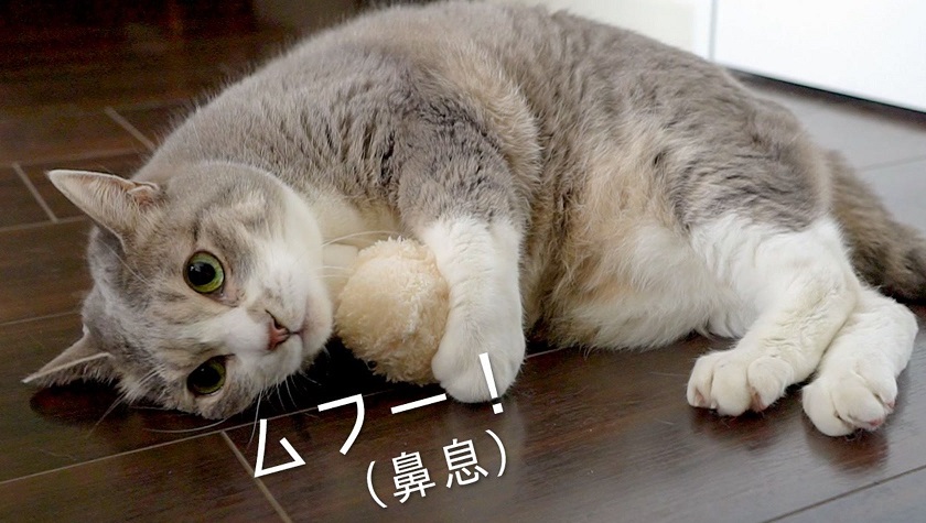 Cat0 | ニコニコニュース オリジナル