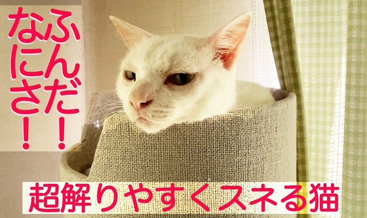 Cat0 | ニコニコニュース オリジナル