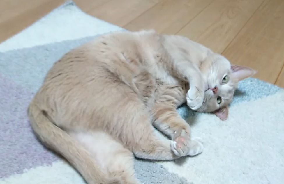 Cat0 | ニコニコニュース オリジナル