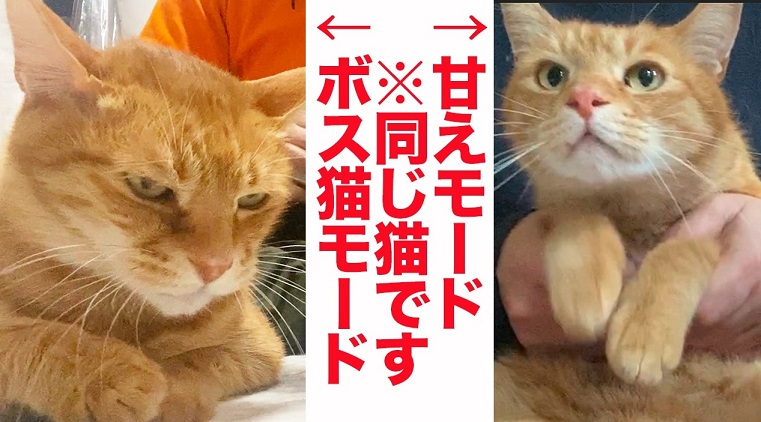 Cat0 | ニコニコニュース オリジナル