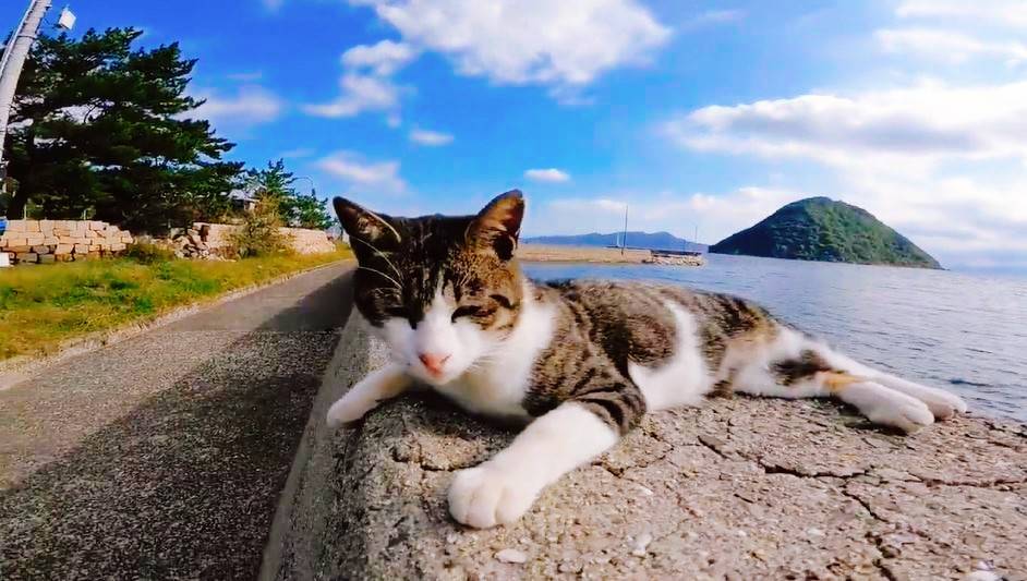 cat0 | ニコニコニュース オリジナル