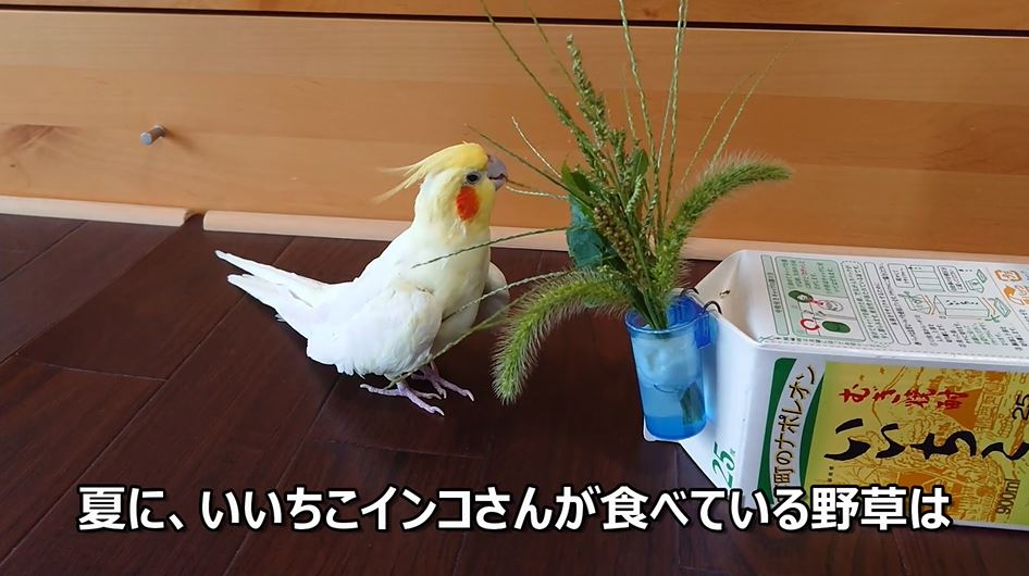 Bird36 | ニコニコニュース オリジナル