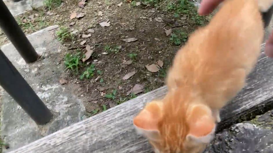 cat45 | ニコニコニュース オリジナル