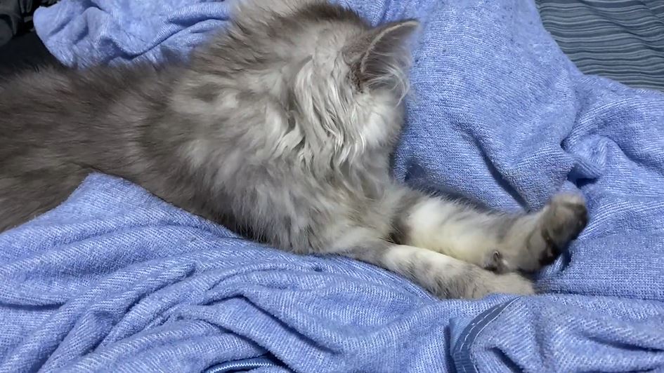 cat32 | ニコニコニュース オリジナル