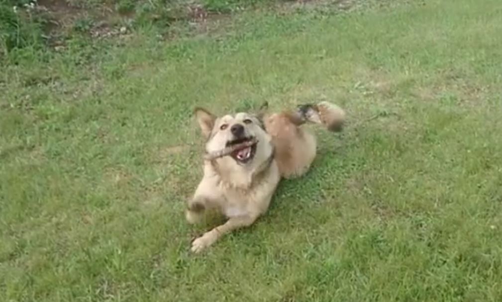 Dog0 | ニコニコニュース オリジナル