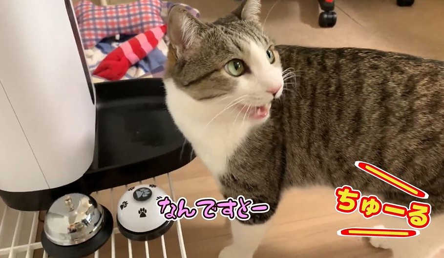 Cat0 | ニコニコニュース オリジナル