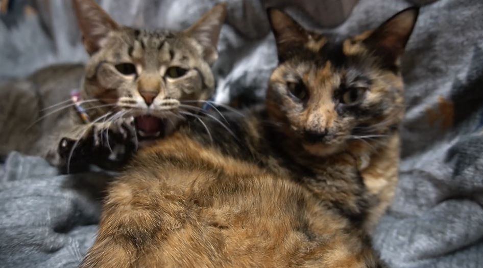 Cat125 | ニコニコニュース オリジナル