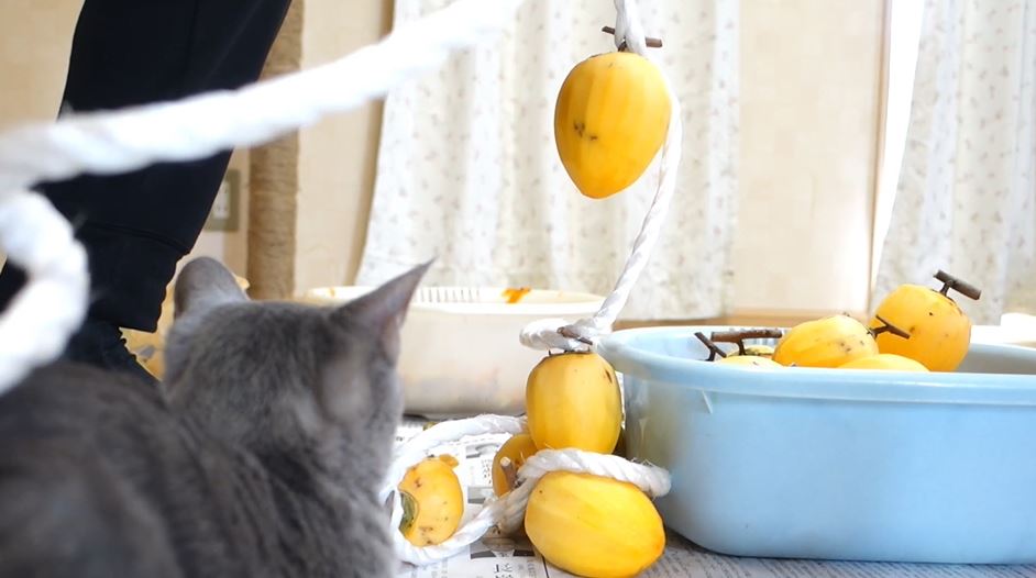 cat514 | ニコニコニュース オリジナル