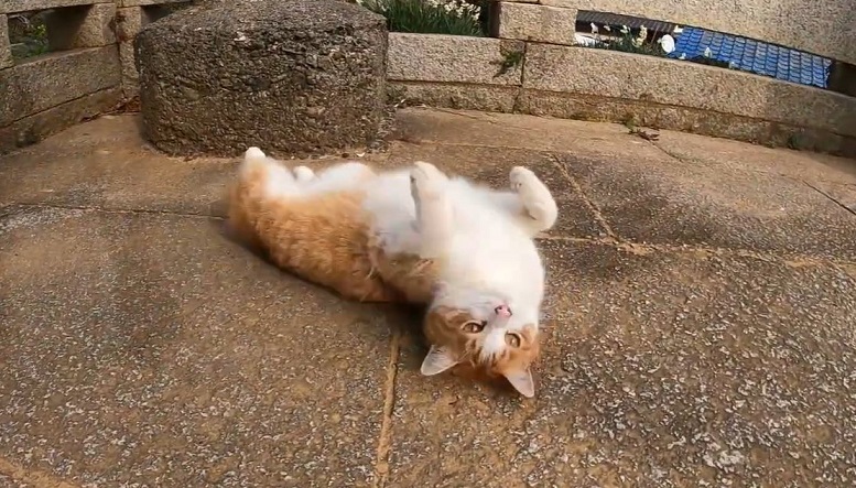 Cat0 | ニコニコニュース オリジナル