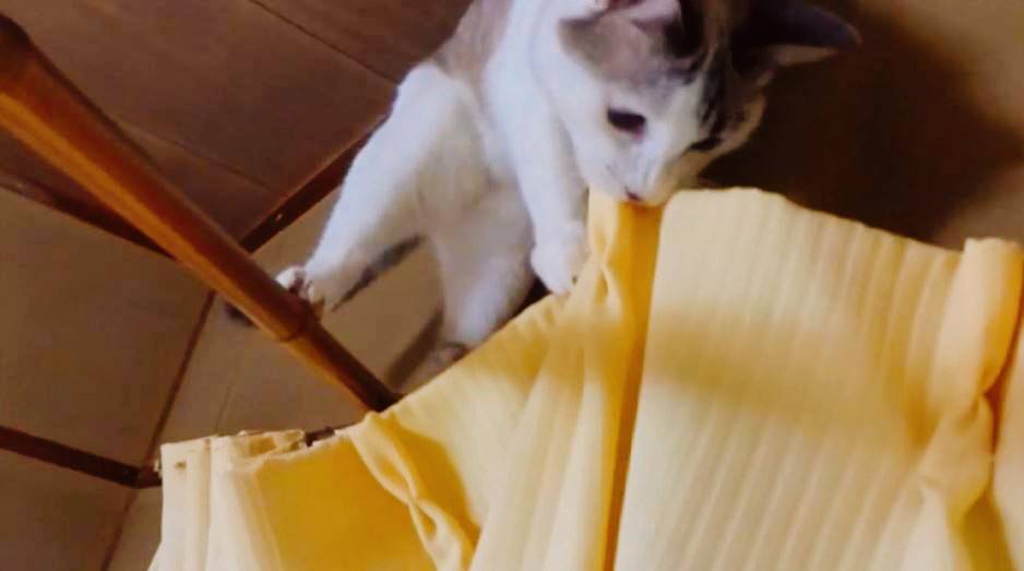 Cat0 | ニコニコニュース オリジナル