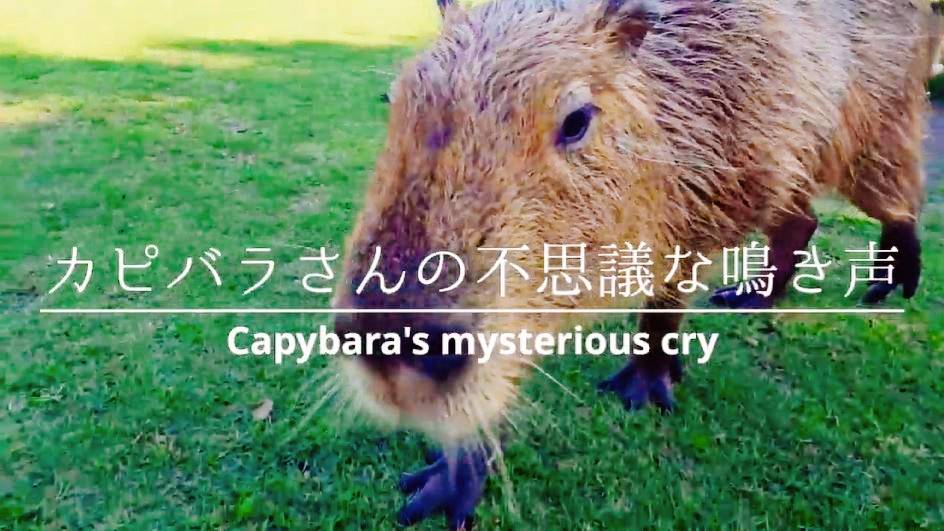 Capybara0 | ニコニコニュース オリジナル