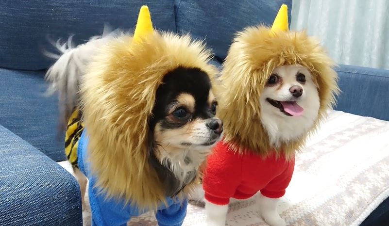 Dog0 | ニコニコニュース オリジナル