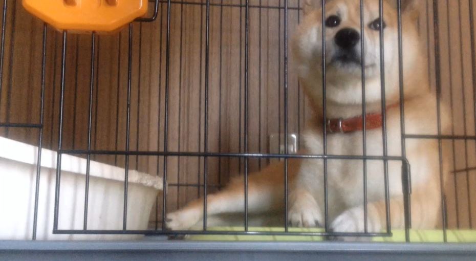 DOG0 | ニコニコニュース オリジナル