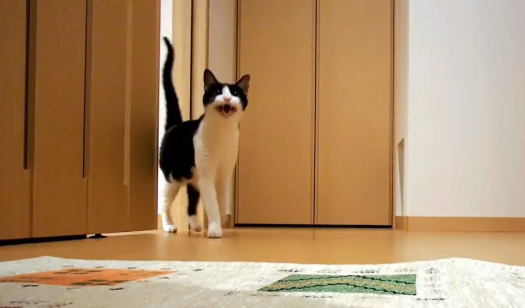 Cat0 | ニコニコニュース オリジナル