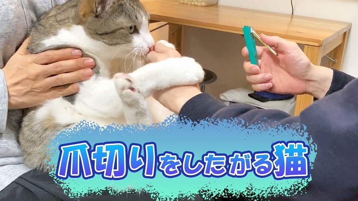 Cat0 | ニコニコニュース オリジナル