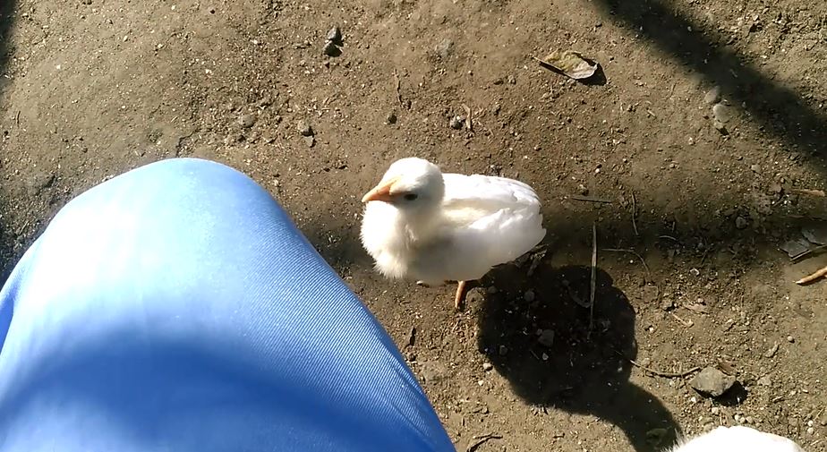 chick25 | ニコニコニュース オリジナル