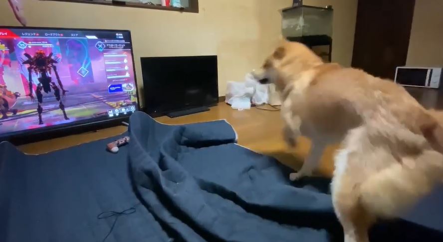 Dog0 | ニコニコニュース オリジナル