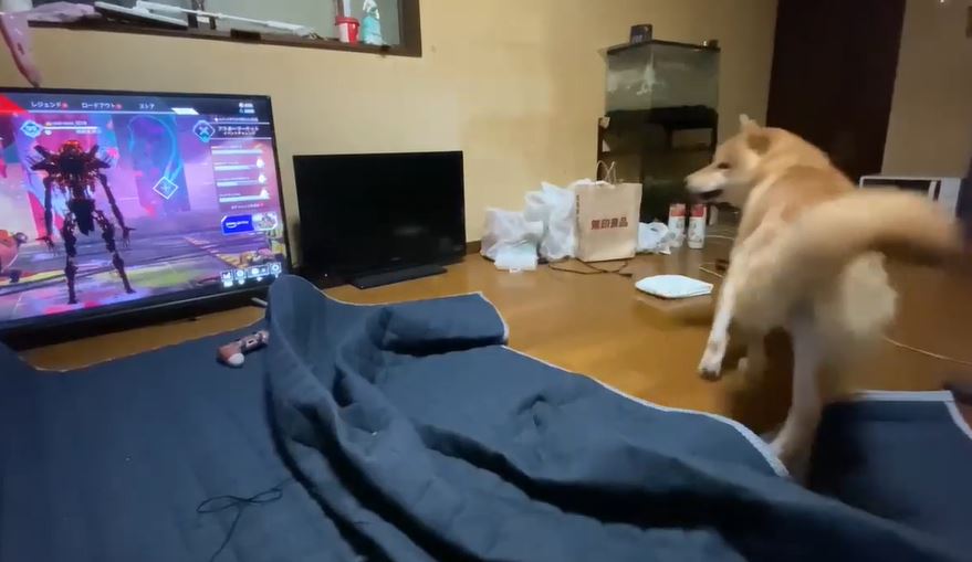 Dog0 | ニコニコニュース オリジナル