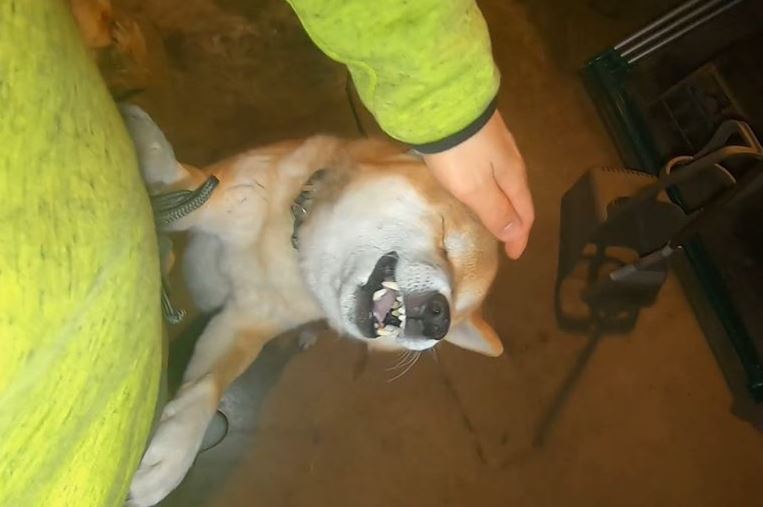 DOG0 | ニコニコニュース オリジナル