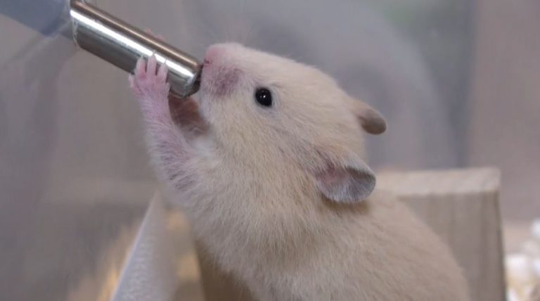 水を飲むハムスター親子！ 子ハムの一生懸命ぶりと貫禄あるママハムの飲みっぷりがたまらない可愛さ | ニコニコニュース オリジナル