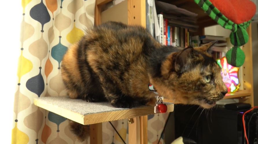 Cat21 | ニコニコニュース オリジナル