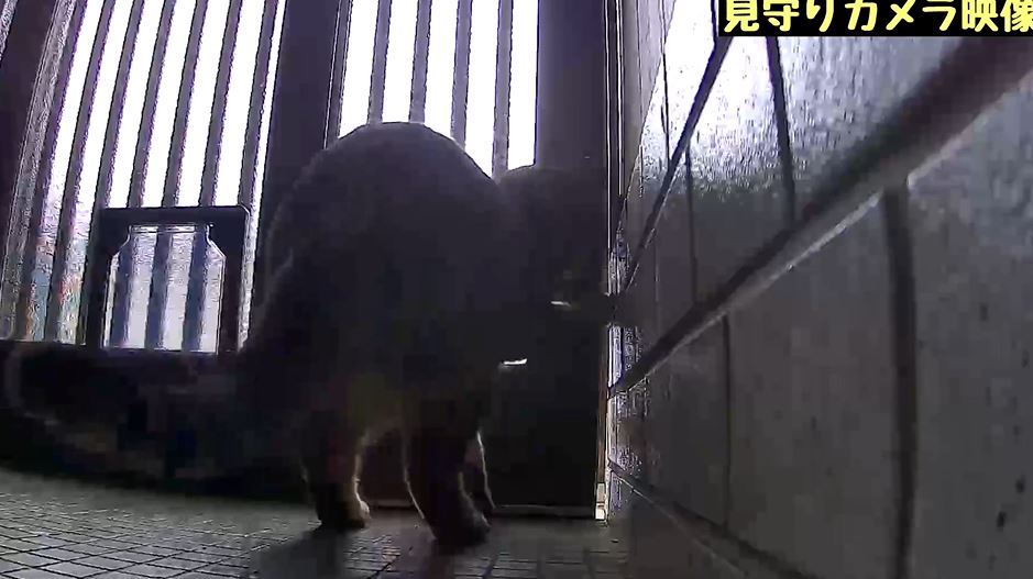 Cat203 | ニコニコニュース オリジナル