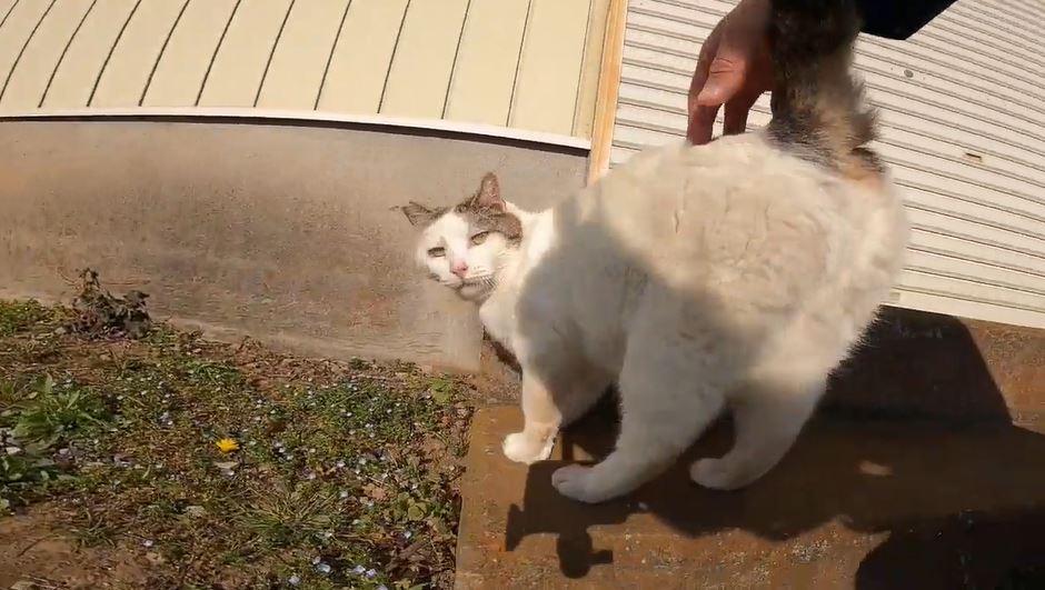 Cat32 | ニコニコニュース オリジナル