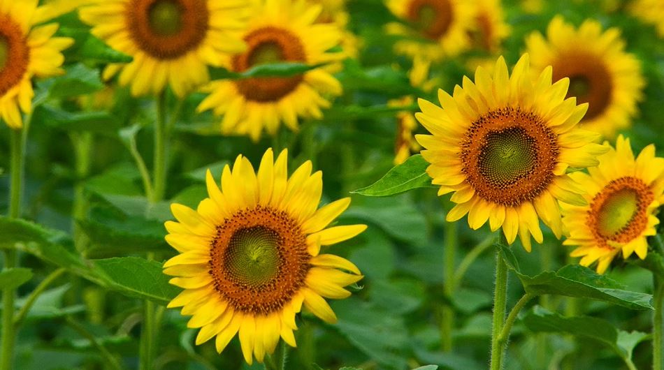 SunFlower102 | ニコニコニュース オリジナル