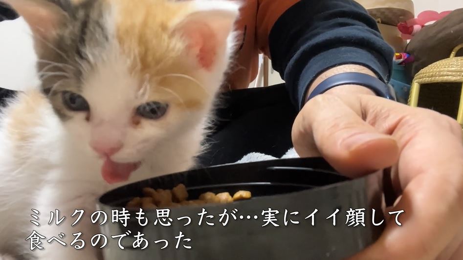 cat417 | ニコニコニュース オリジナル