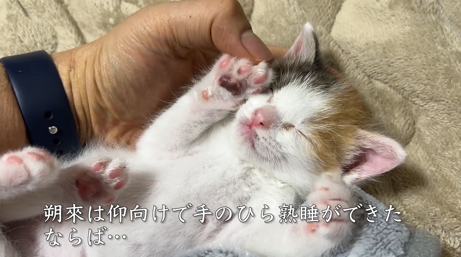 cat521 | ニコニコニュース オリジナル