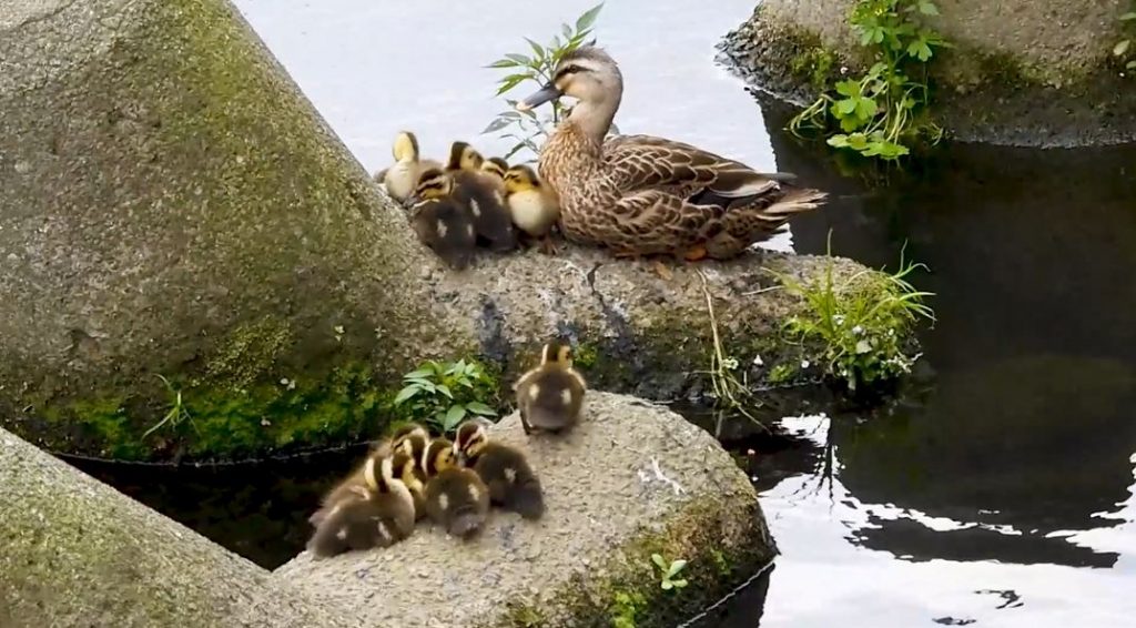 甘えたいヒナvs寝たい母ガモ！ 子沢山のカルガモ母さんが、わちゃわちゃする子ガモに耐えかねて取った行動とは | ニコニコニュース オリジナル