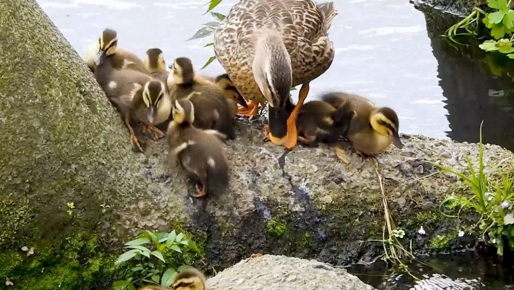 甘えたいヒナvs寝たい母ガモ！ 子沢山のカルガモ母さんが、わちゃわちゃする子ガモに耐えかねて取った行動とは | ニコニコニュース オリジナル